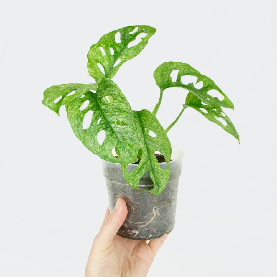 Variétés de Monstera : plante, bouture spectaculaires à installer chez ...