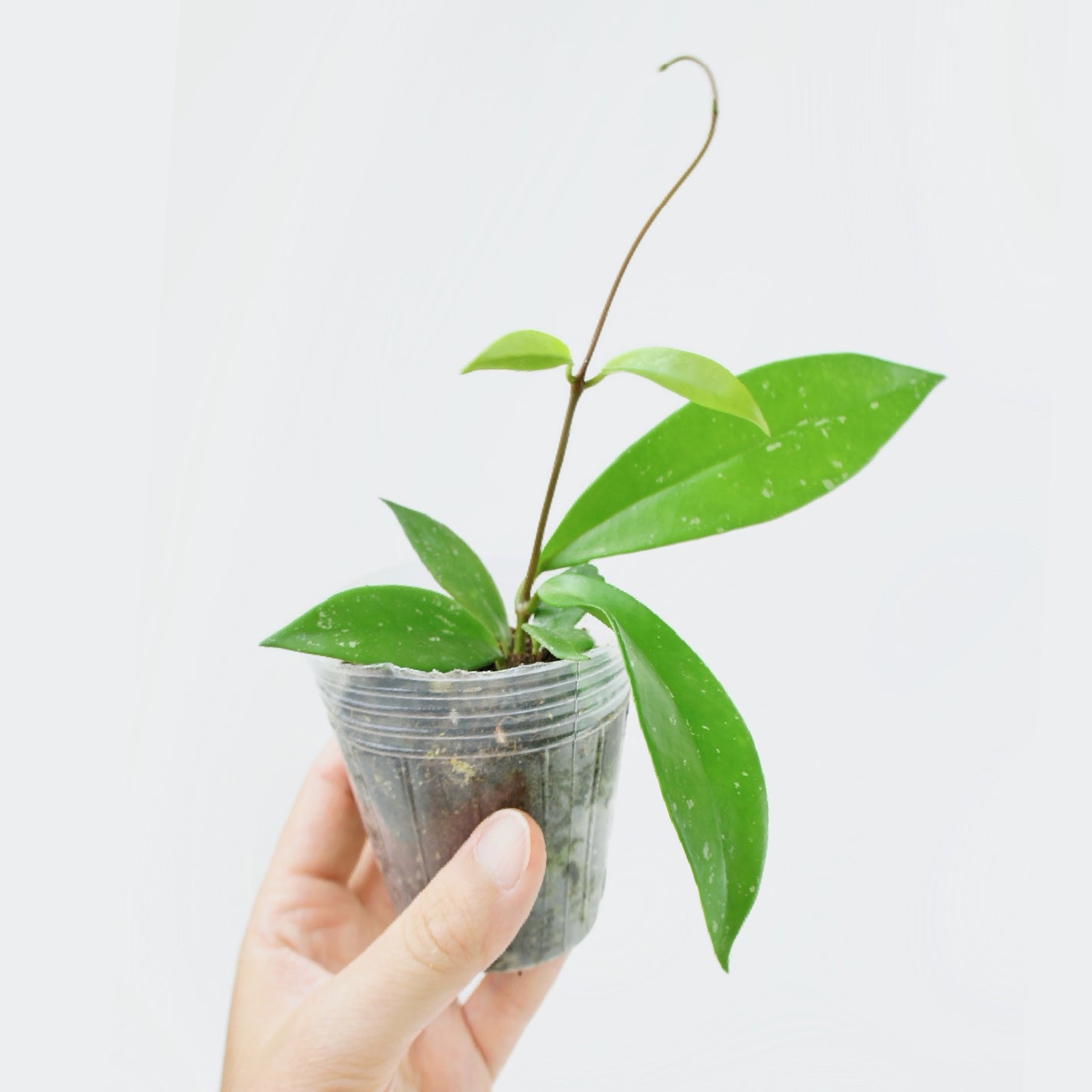 Hoya Pubicalyx Splash - Fleur de porcelaine- bouture – BOTANISSA