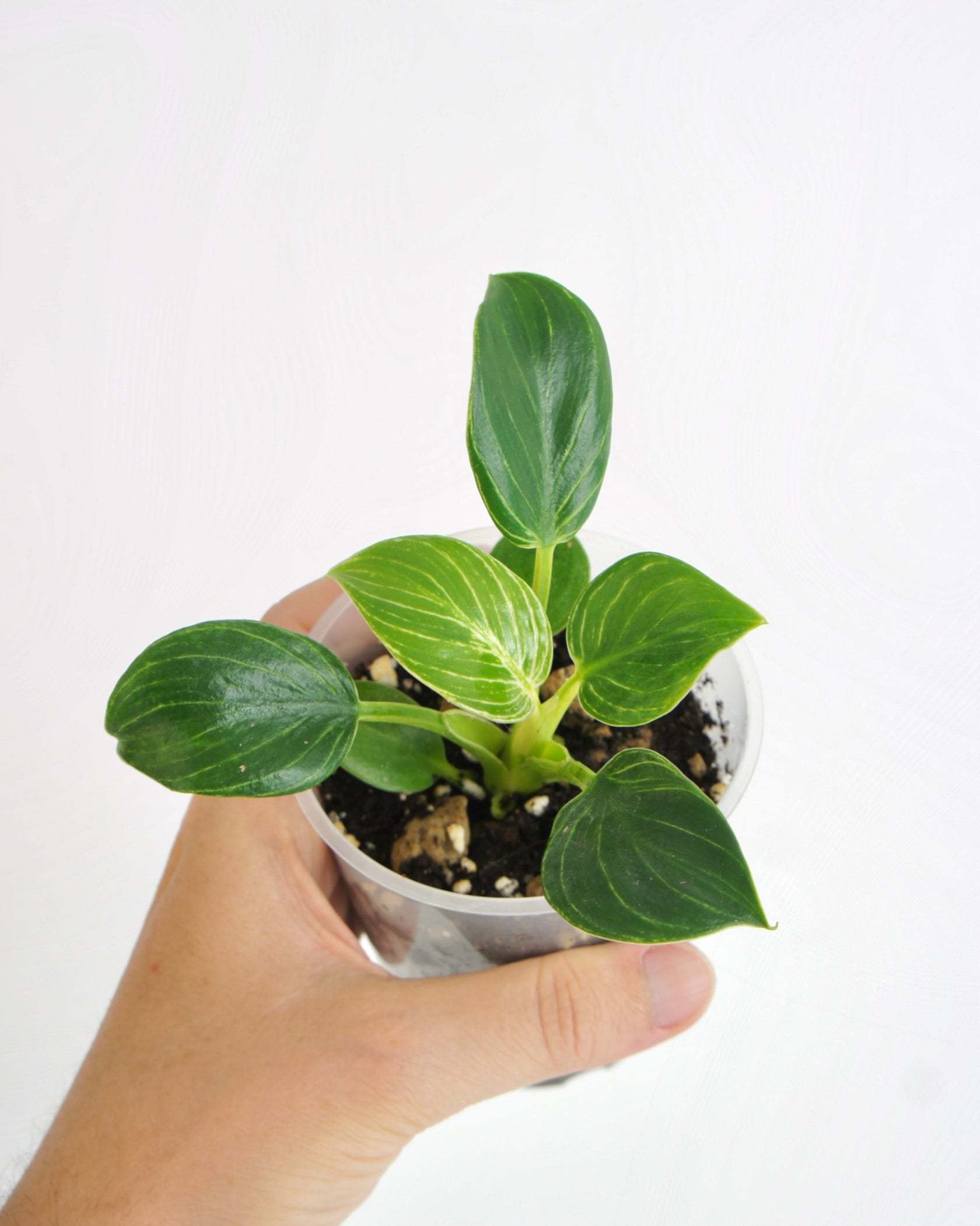 Philodendron Birkin - mini plante à rempoter - avec fiche d'entretien ... Philodendron Birkin - mini plante à rempoter - avec fiche d'entretien ...