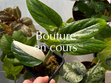 Variétés de Monstera : plante, bouture spectaculaires à installer chez ...